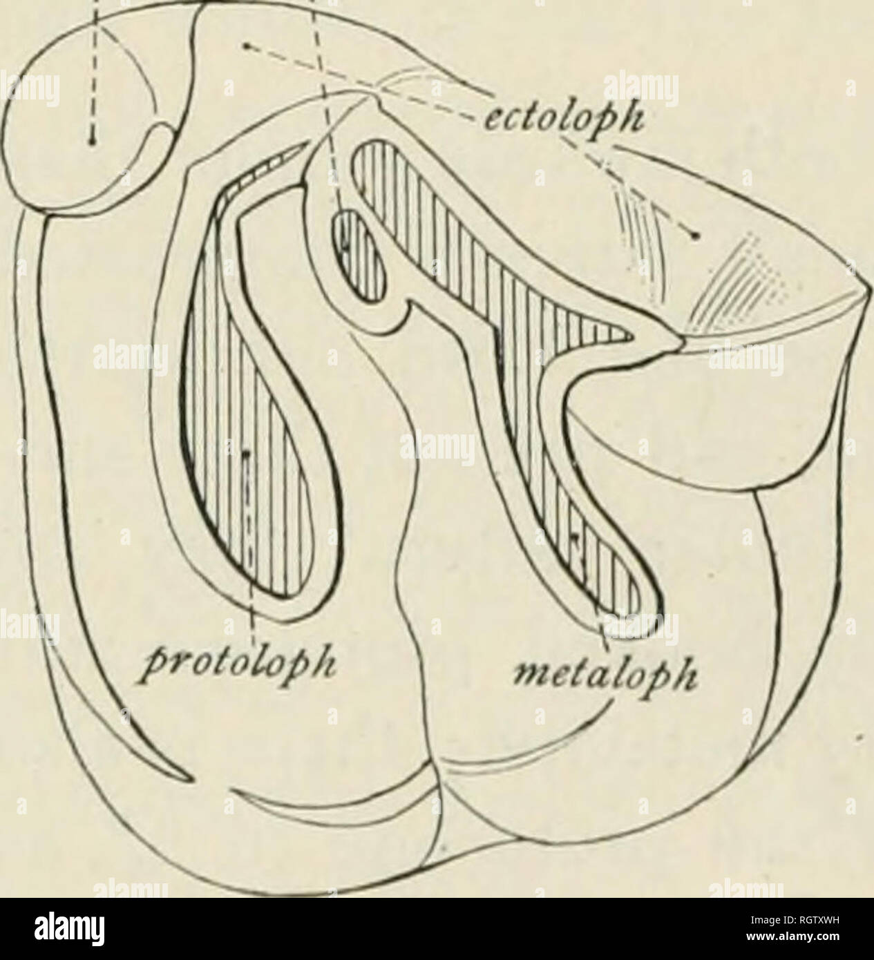 Hyrachyus hi-res stock photography and images - Alamy