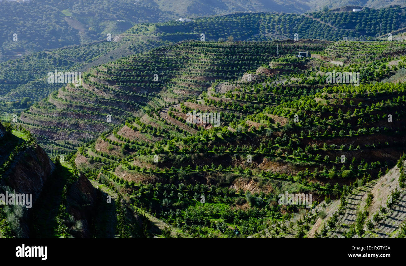 Mountain agriculture near Comares in Axarquia, Malaga, Andaucia Spain ...