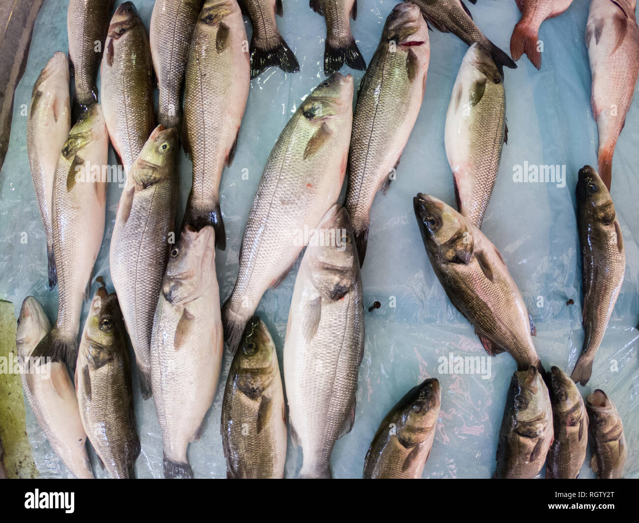 Angle fish nutrition restaurant hi-res stock photography and images - Alamy