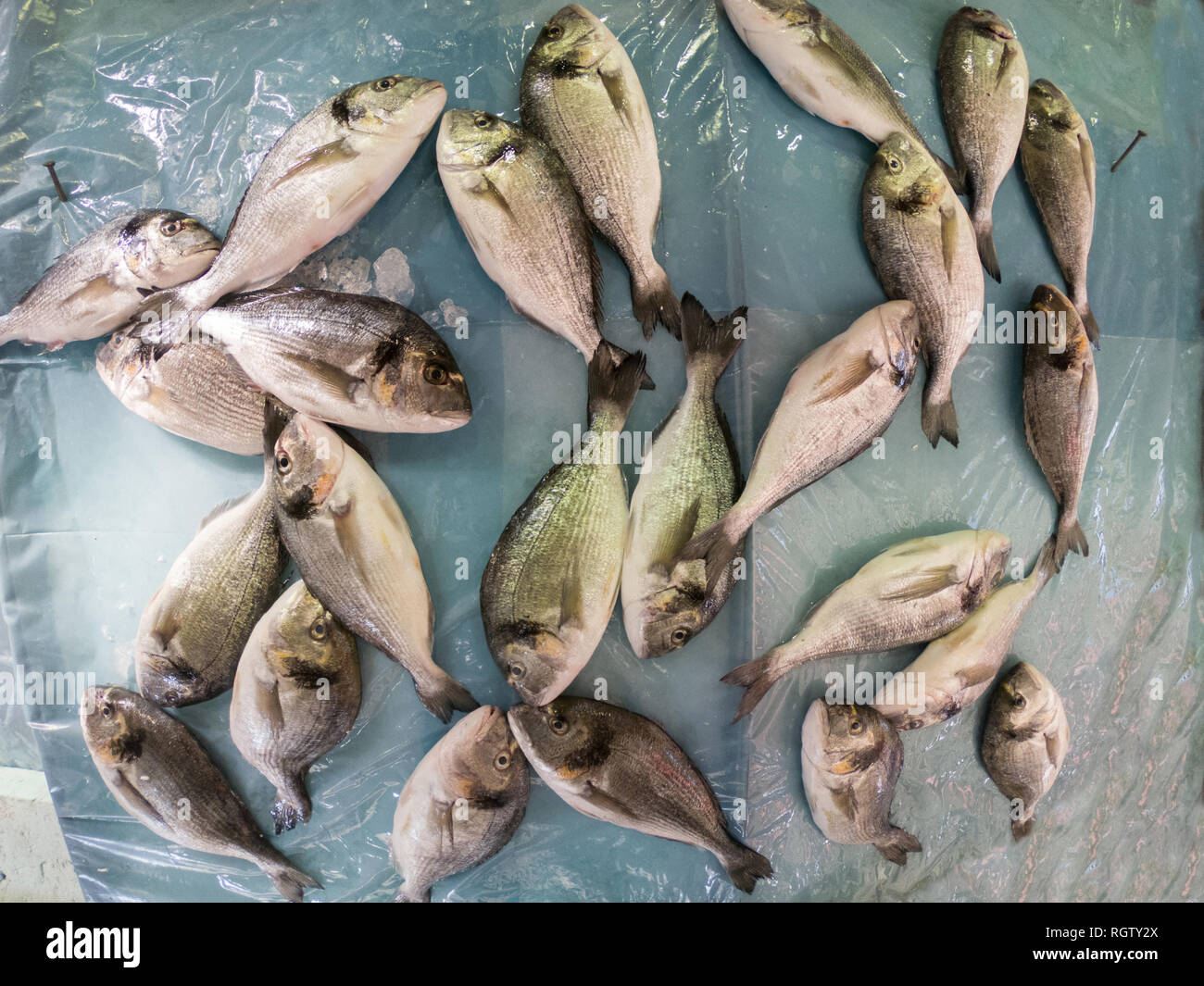 Angle fish gourmet seafood hi-res stock photography and images - Alamy