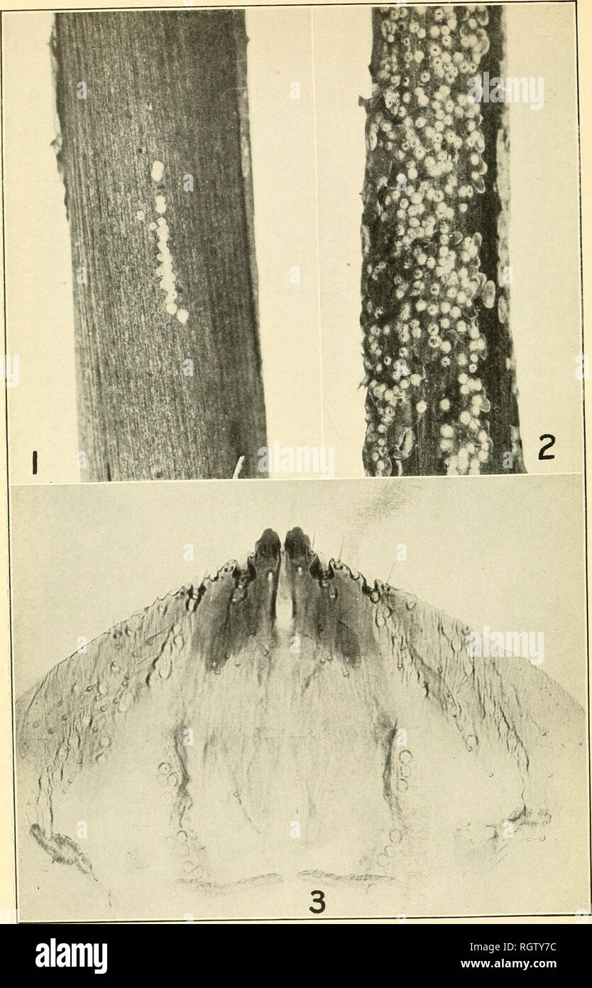 . Bulletin. Insects; Insect pests; Entomology; Insects; Insect pests ...