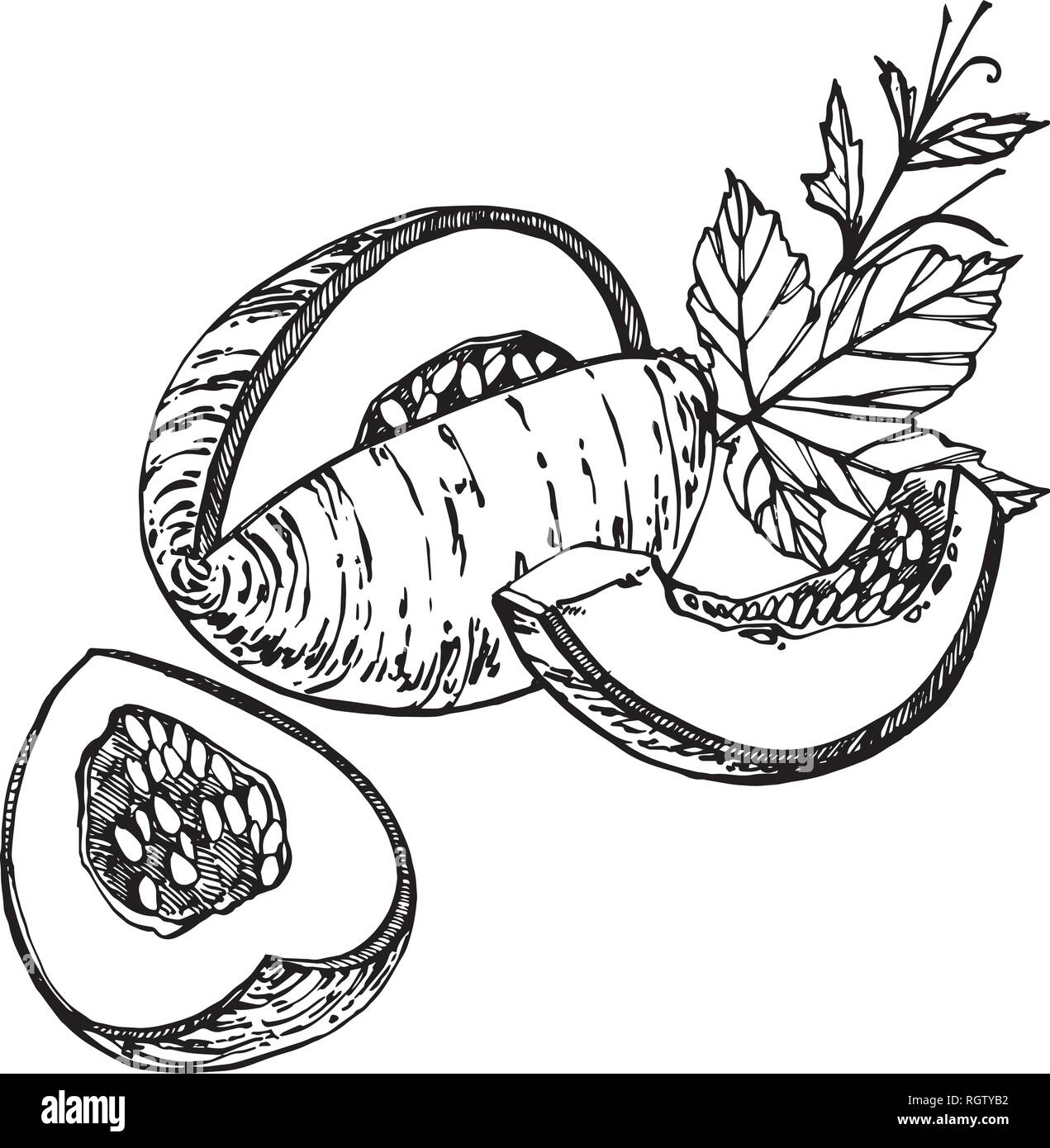Hand drawn sketch style melon illustrations isolated on white ...