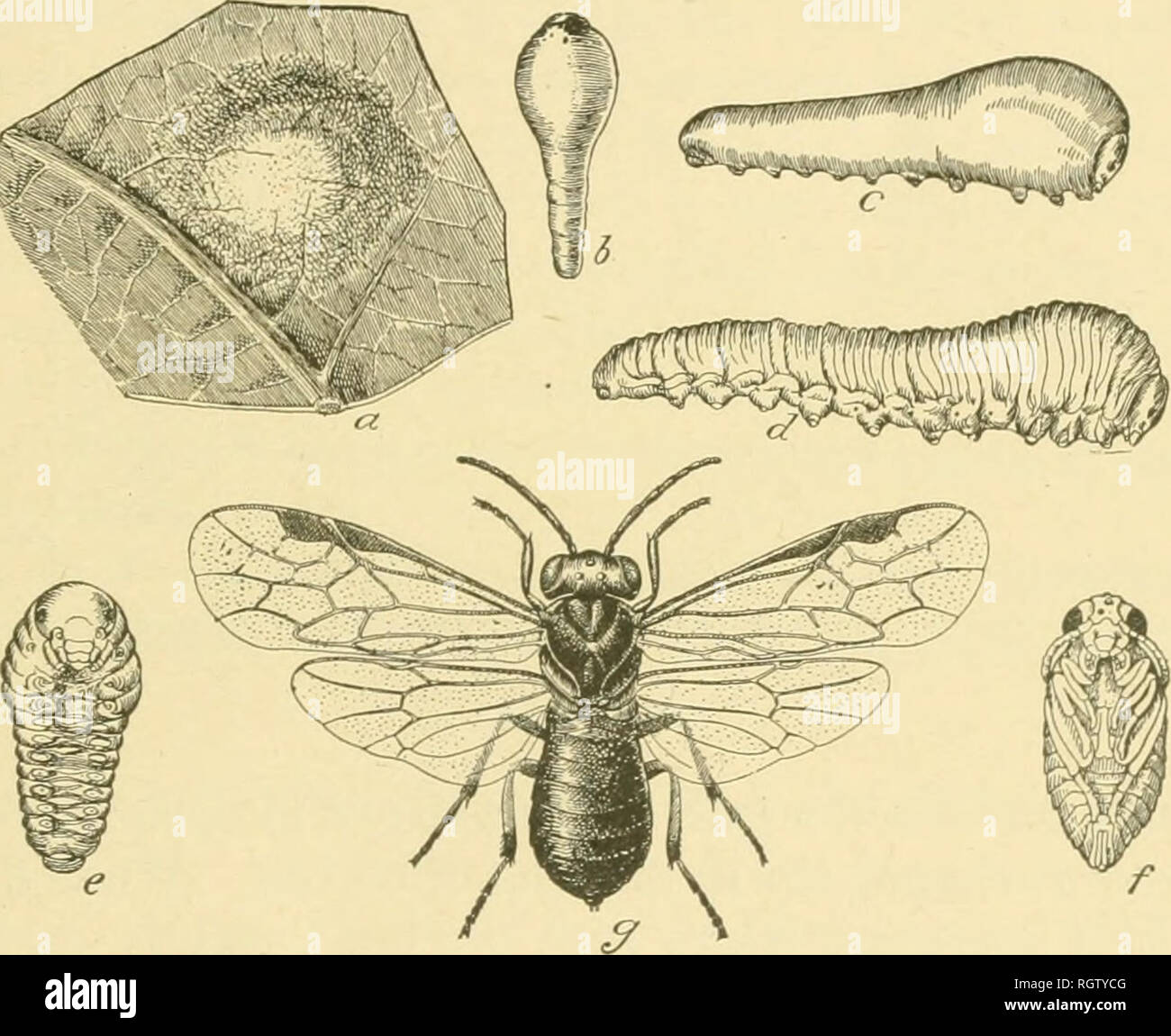 . Bulletin. Insects; Insect pests; Entomology; Insects; Insect pests ...