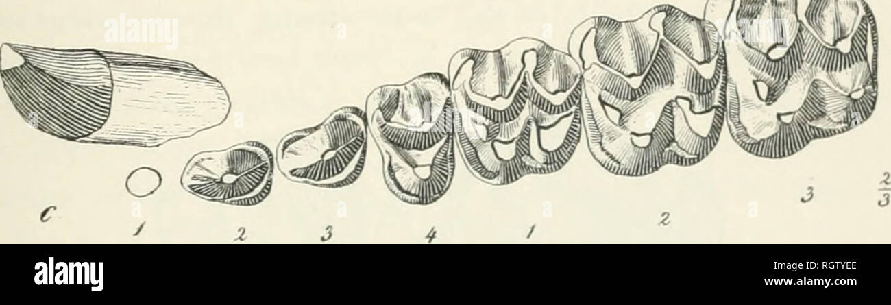 Protoceras hi-res stock photography and images - Alamy