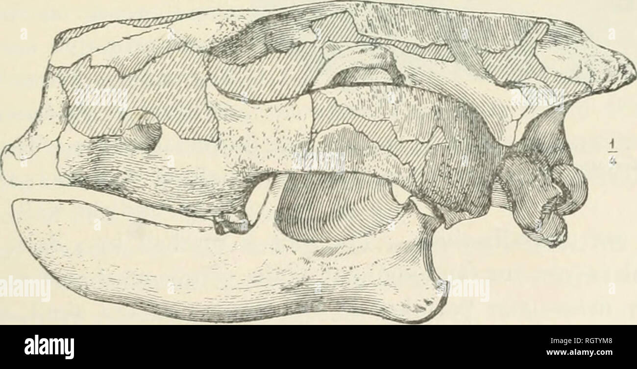 . Bulletin - American Museum of Natural History. Natural history ...