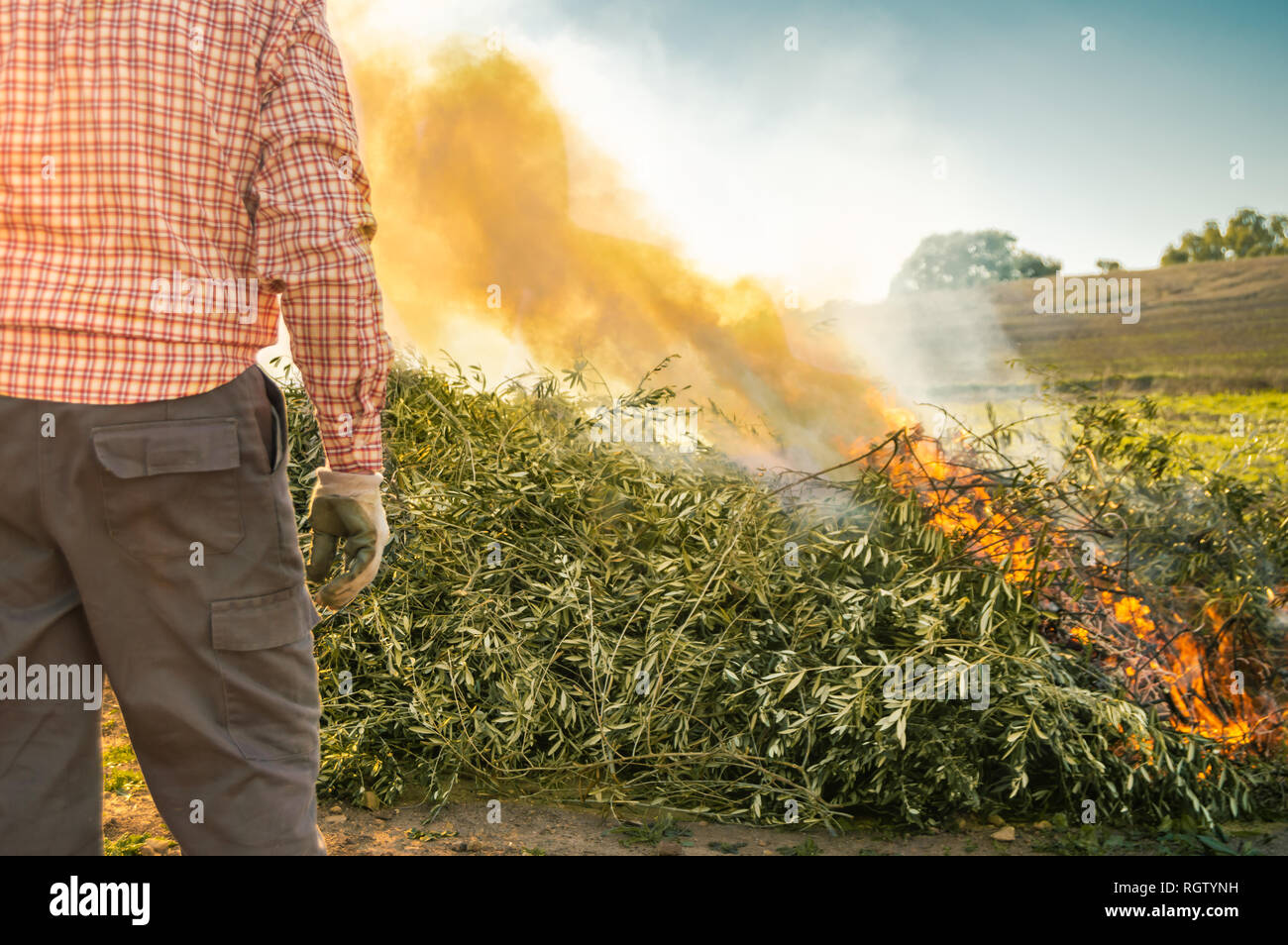 Farmer burning the branches after pruning the olive trees. Man with ...