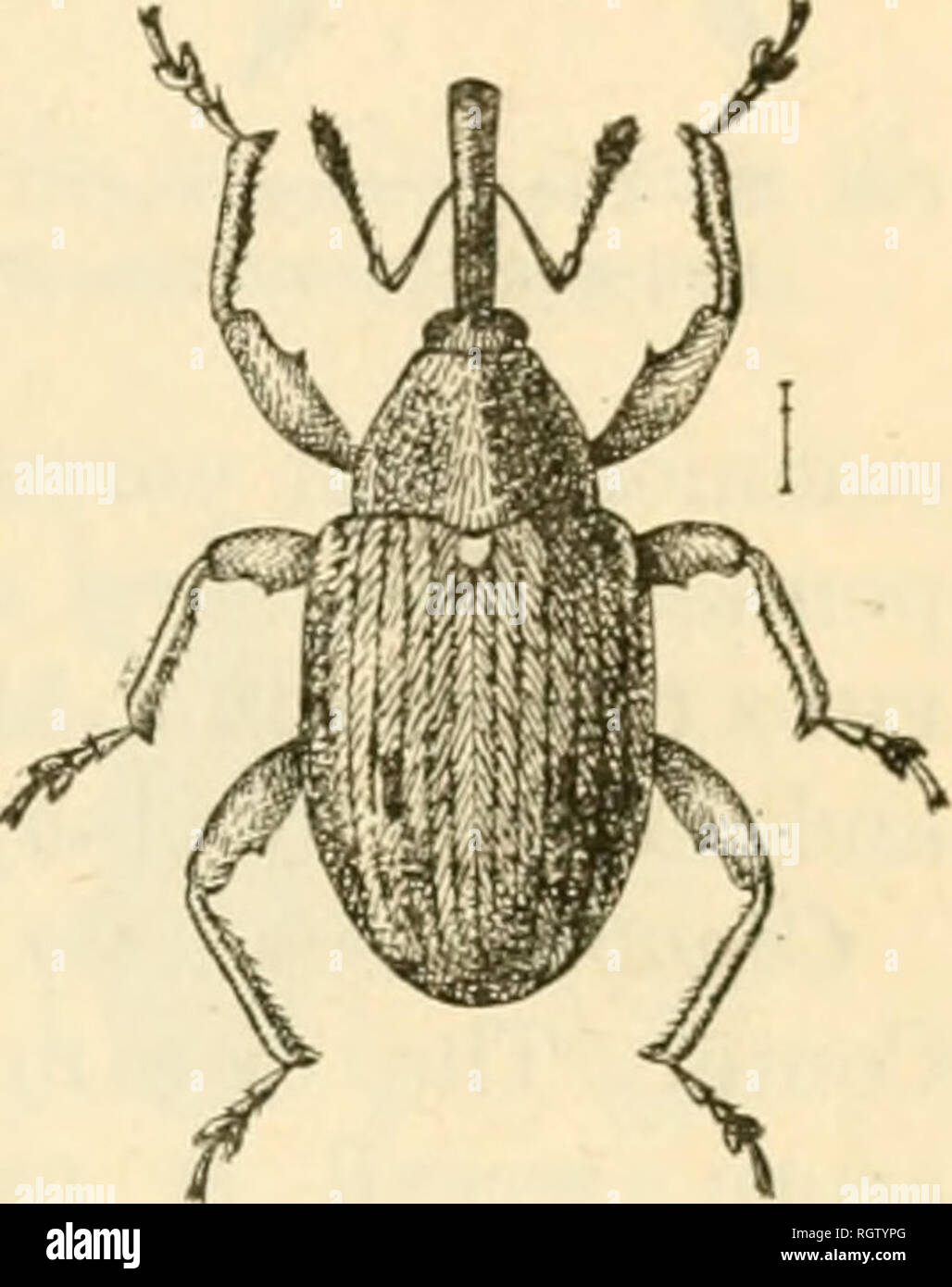 . Bulletin. Insects; Insect pests; Entomology; Insects; Insect pests ...