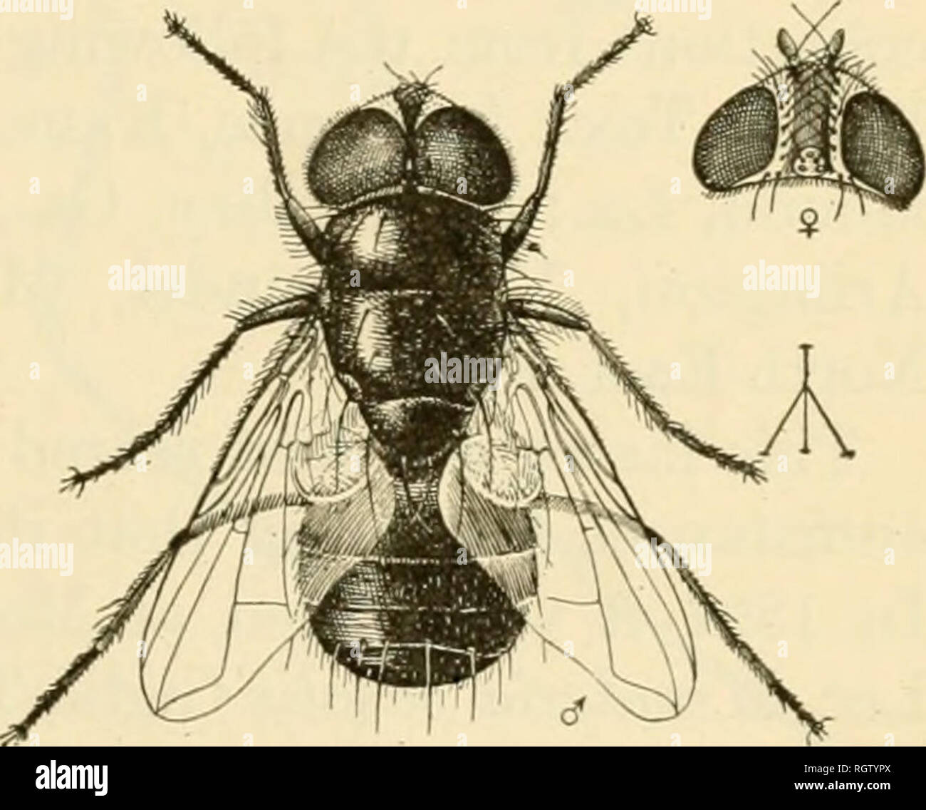 . Bulletin. Insects; Insect pests; Entomology; Insects; Insect pests ...