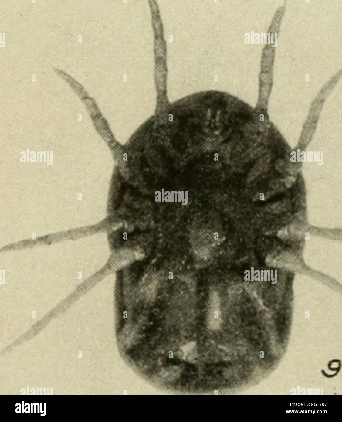 . Bulletin. Insects; Insect pests; Entomology; Insects; Insect pests ...