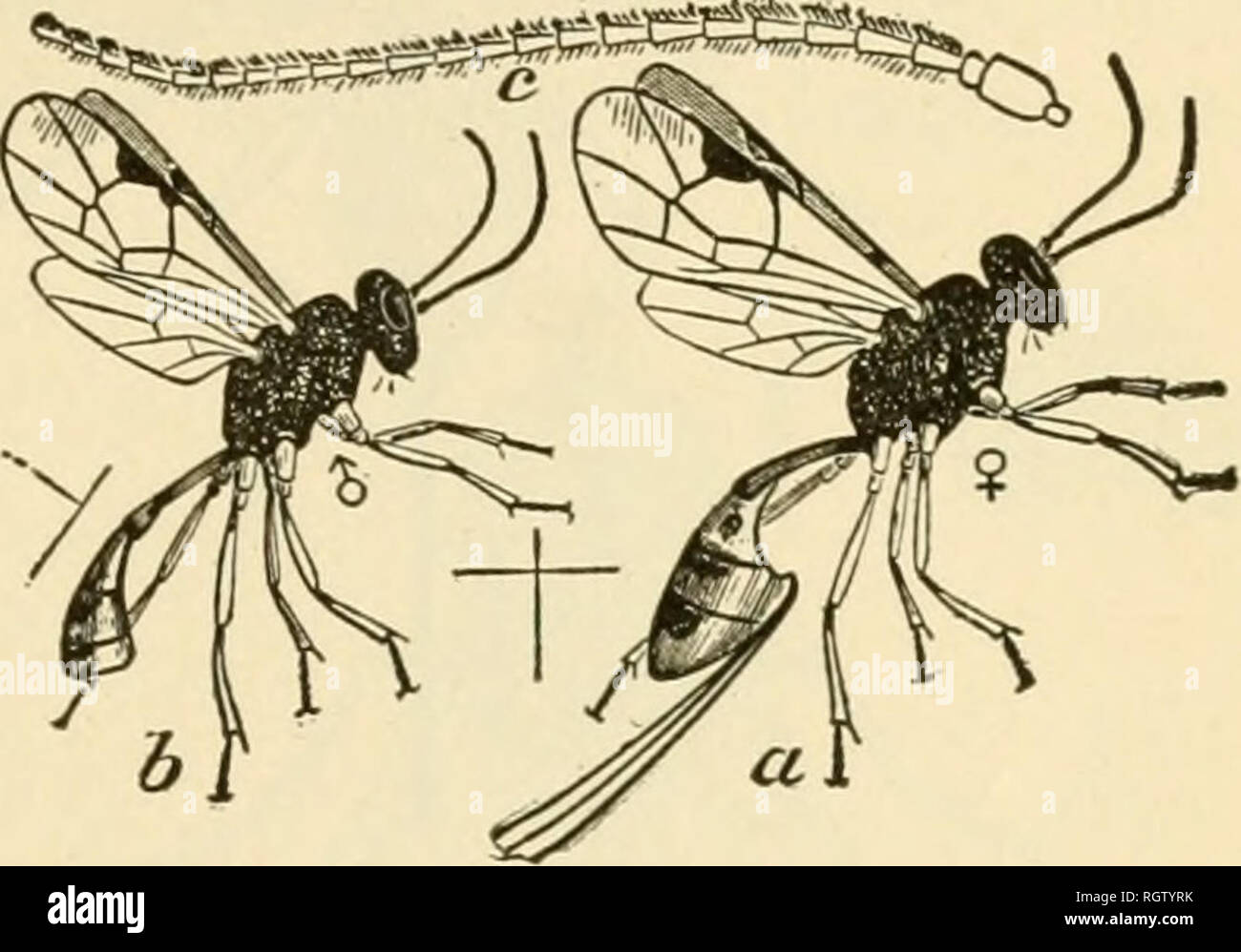 . Bulletin. Insects; Insect pests; Entomology; Insects; Insect pests ...