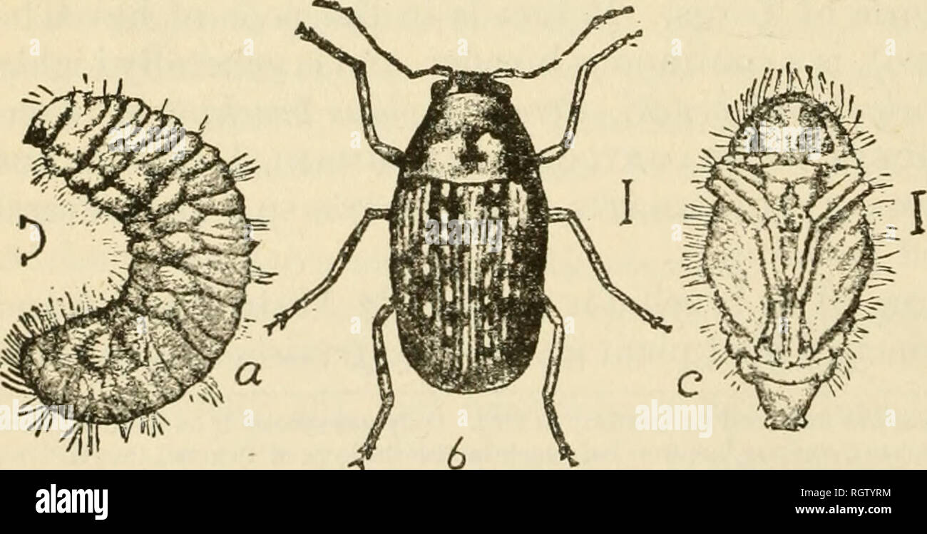 Bruchid hi-res stock photography and images - Alamy