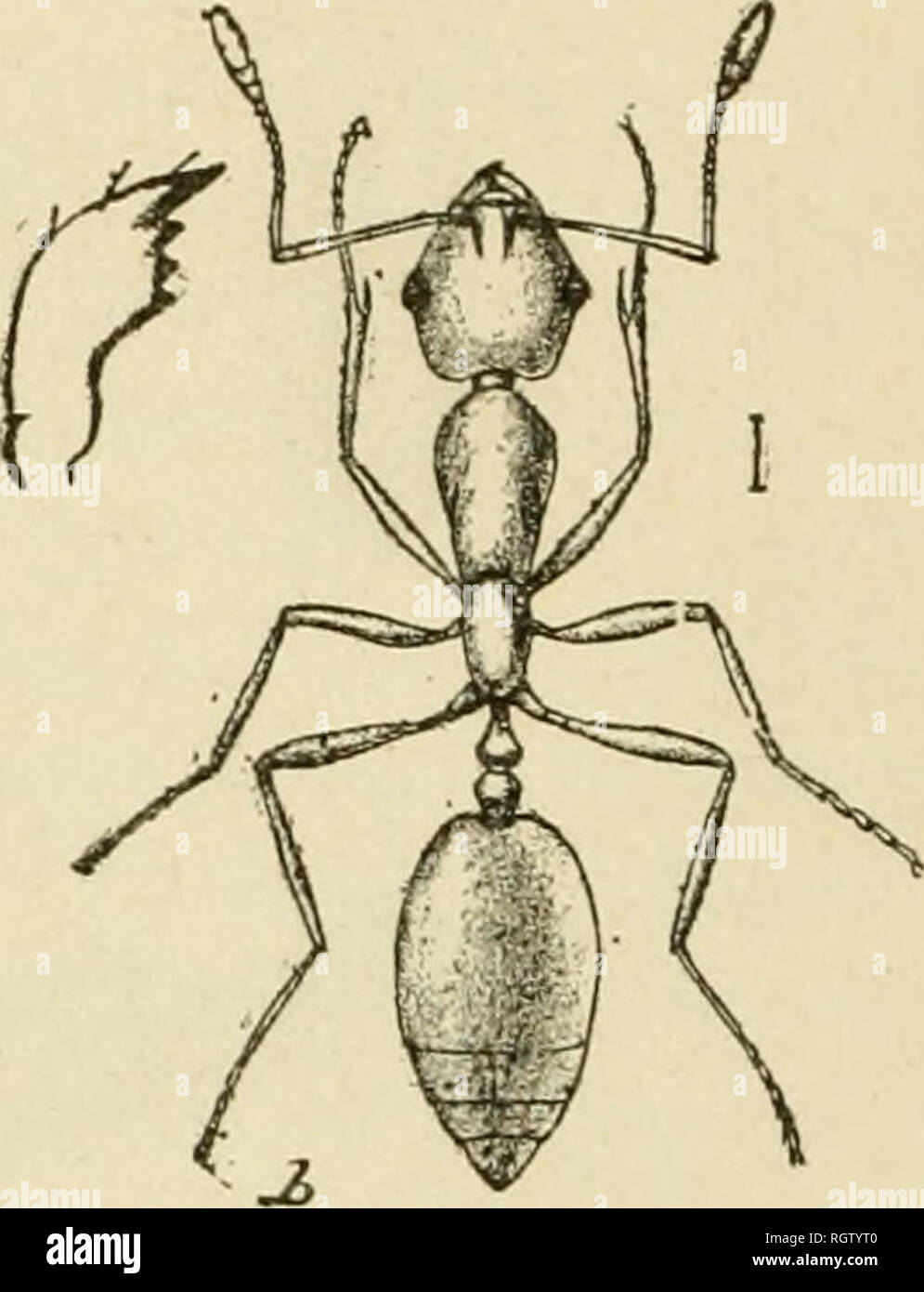 Dorymyrmex flavus mccook hi-res stock photography and images - Alamy