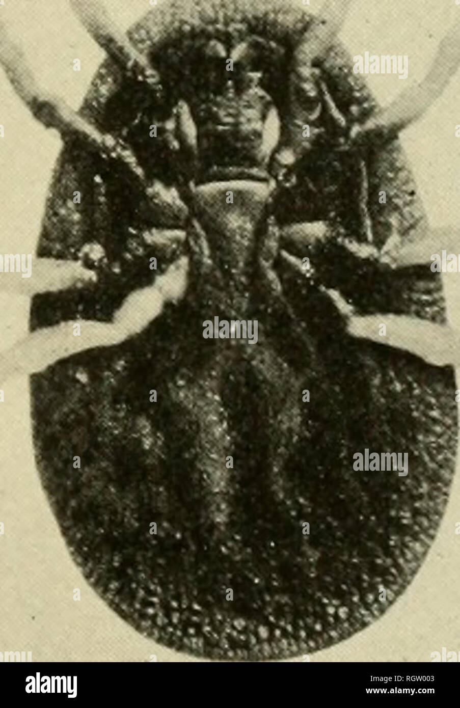 . Bulletin. Insects; Insect pests; Entomology; Insects; Insect pests ...