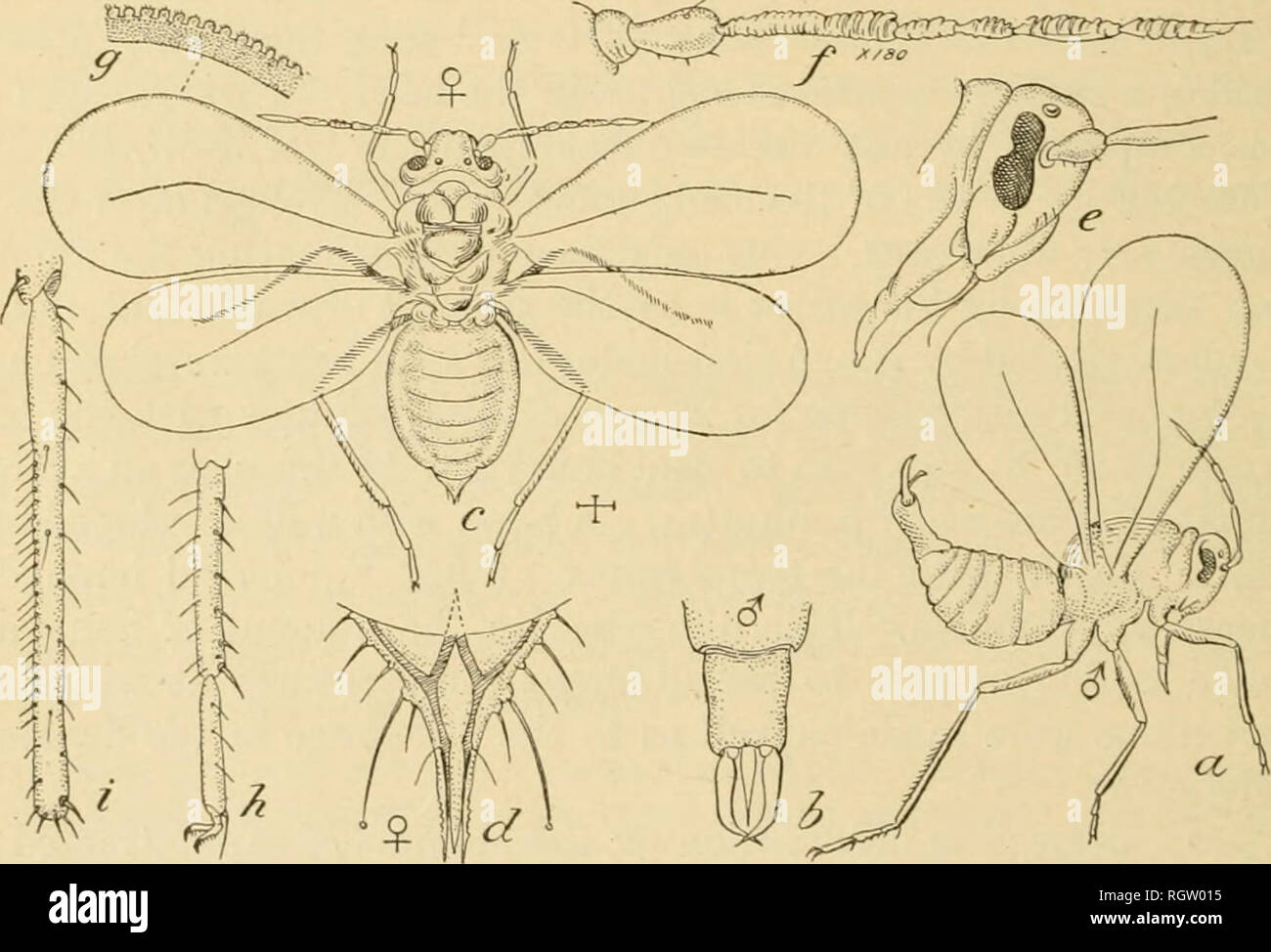 Shortest 1 5 8 hi-res stock photography and images - Alamy