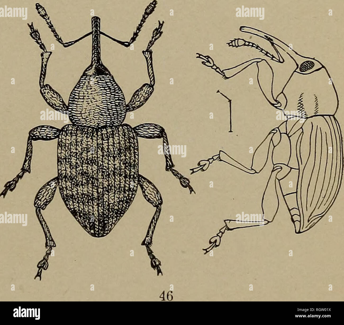 . Bulletin. Insects; Insect pests; Entomology; Insects; Insect pests ...