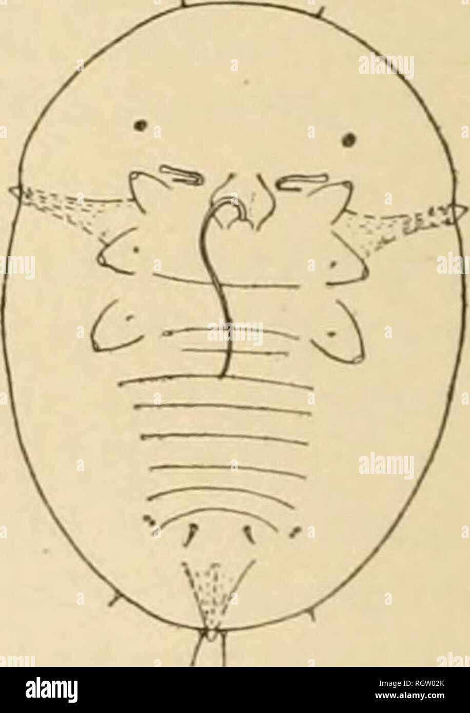 . Bulletin. Insects; Insect pests; Entomology; Insects; Insect pests ...