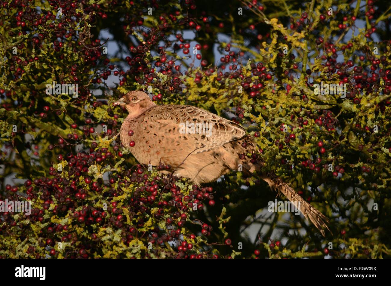 Pheasant on a tree hi-res stock photography and images - Alamy