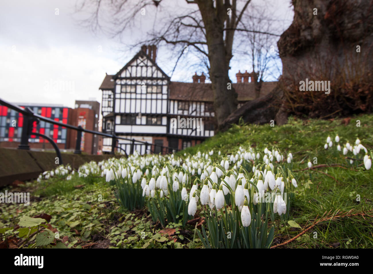 Snowdrops growing in the Holy Trinity Church grounds in Trinity Street ...
