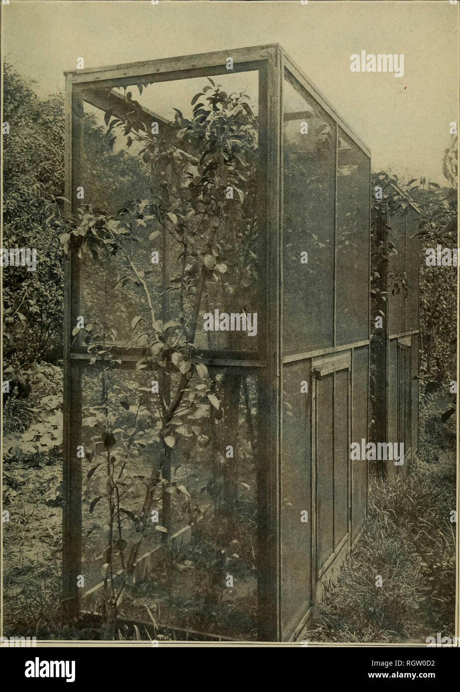 Insect cages hi-res stock photography and images - Alamy