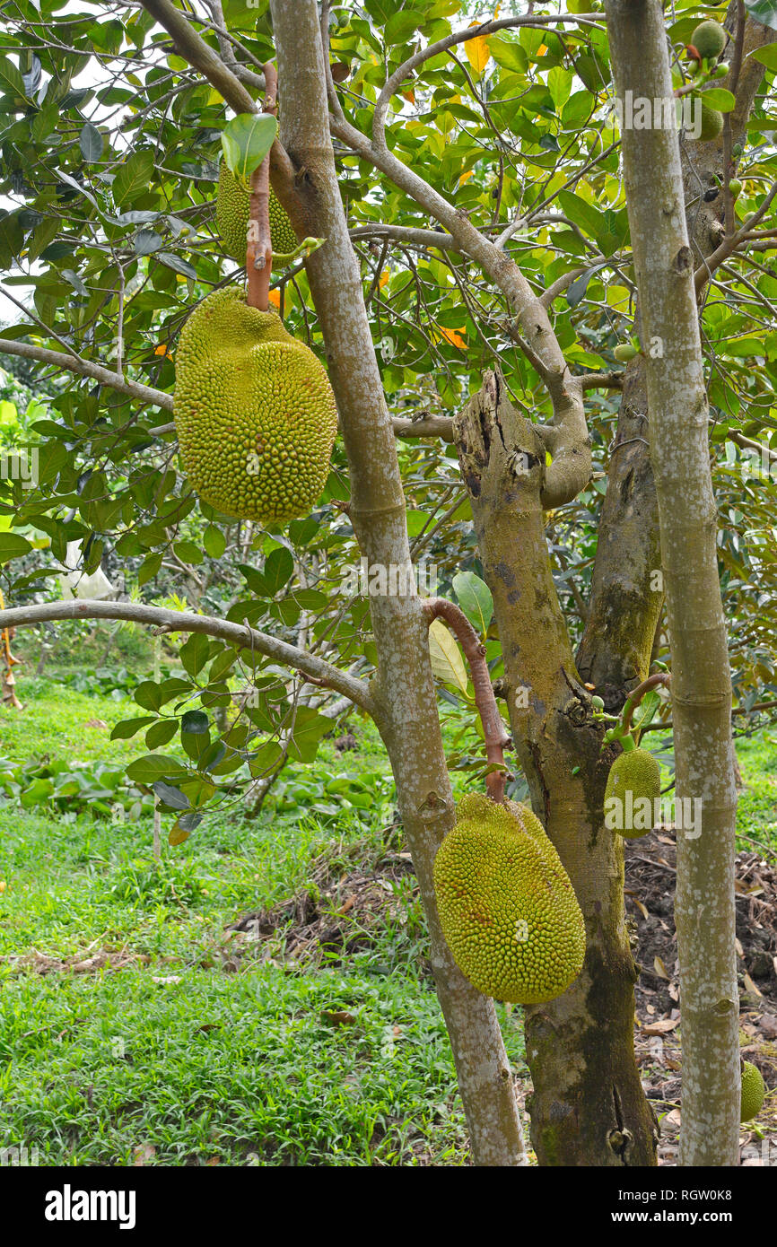 Durian fruit on growing on a tree near Can Tho in Vietnam's Mekong ...