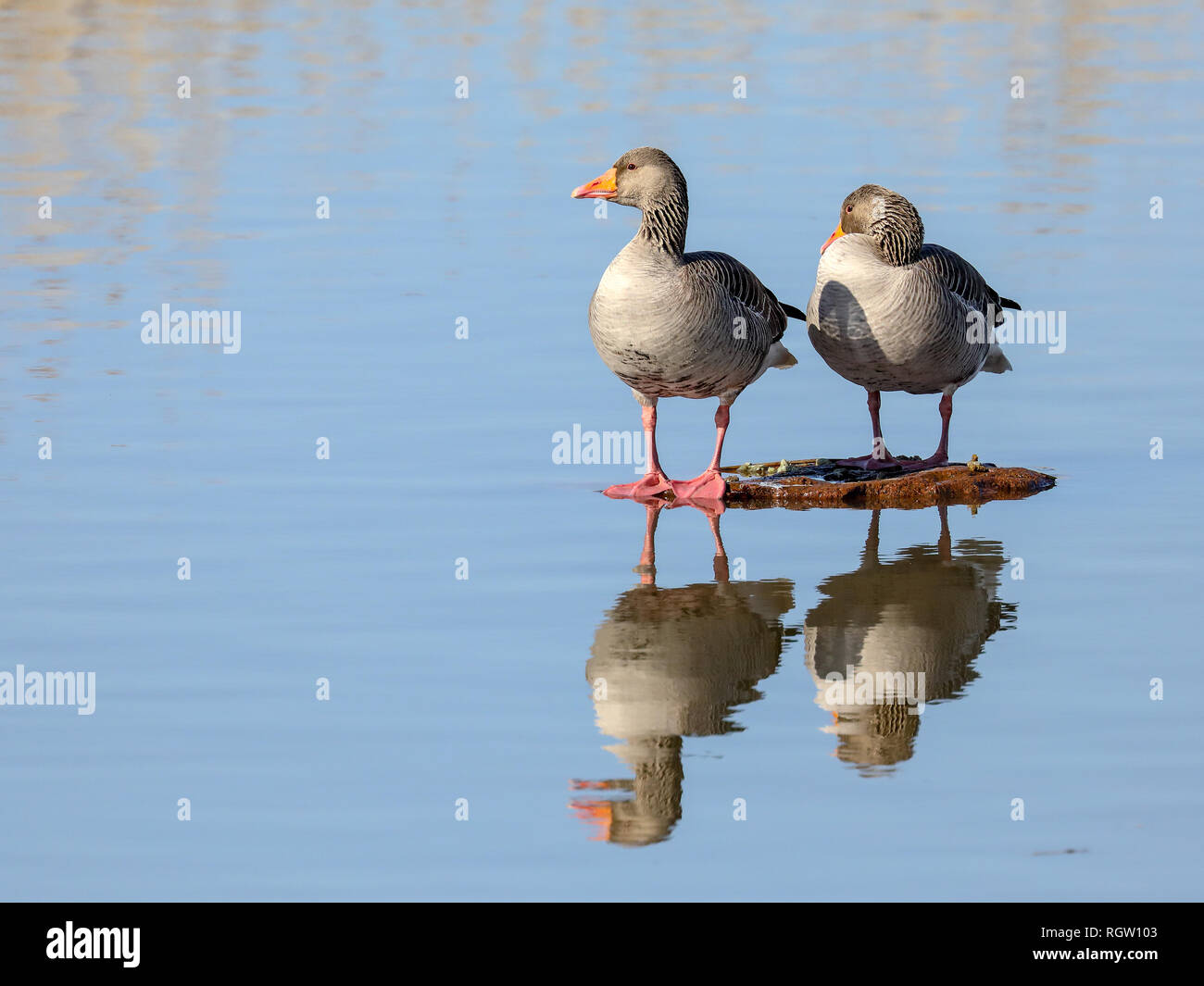 Gooses wing hi-res stock photography and images - Alamy
