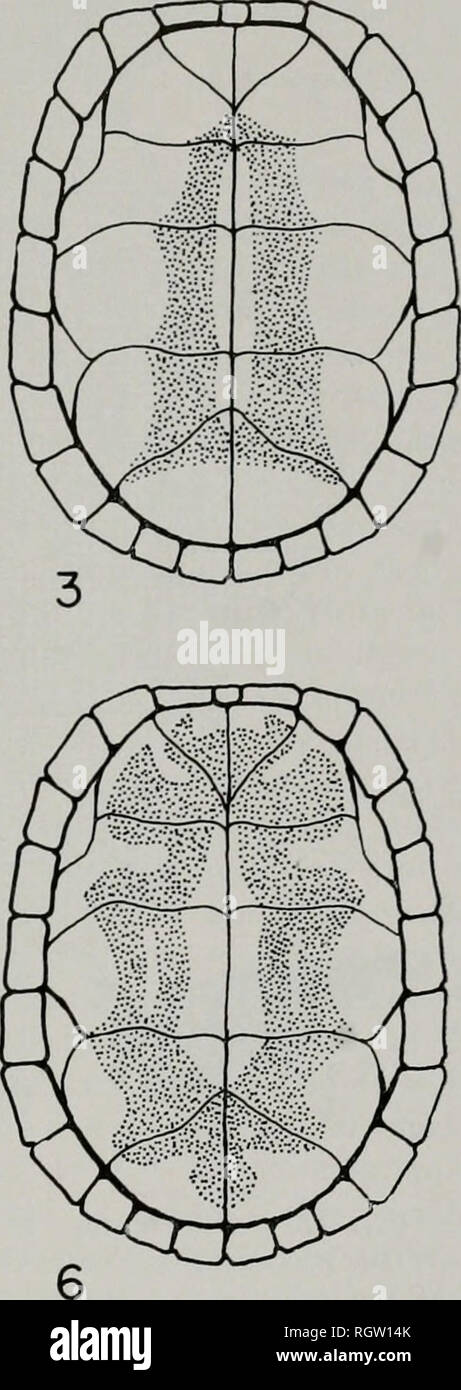 Chrysemys Picta Belli High Resolution Stock Photography and Images - Alamy