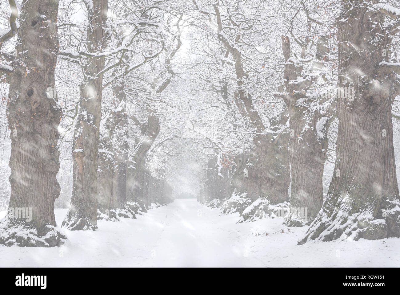 Country lane lined with 200 year old sweet chestnut trees (Castanea ...