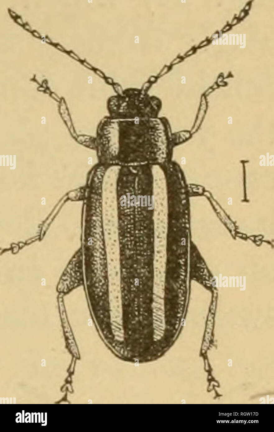 Striped flea beetle hi-res stock photography and images - Alamy