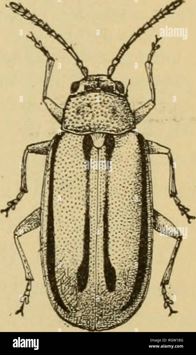 . Bulletin. Insects; Insect pests; Entomology; Insects; Insect pests ...
