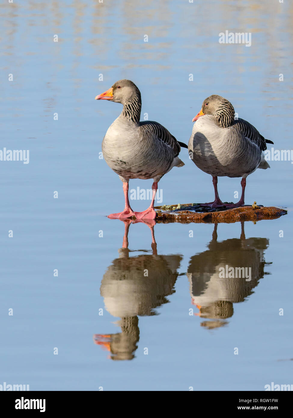 Goose in spring hi-res stock photography and images - Alamy