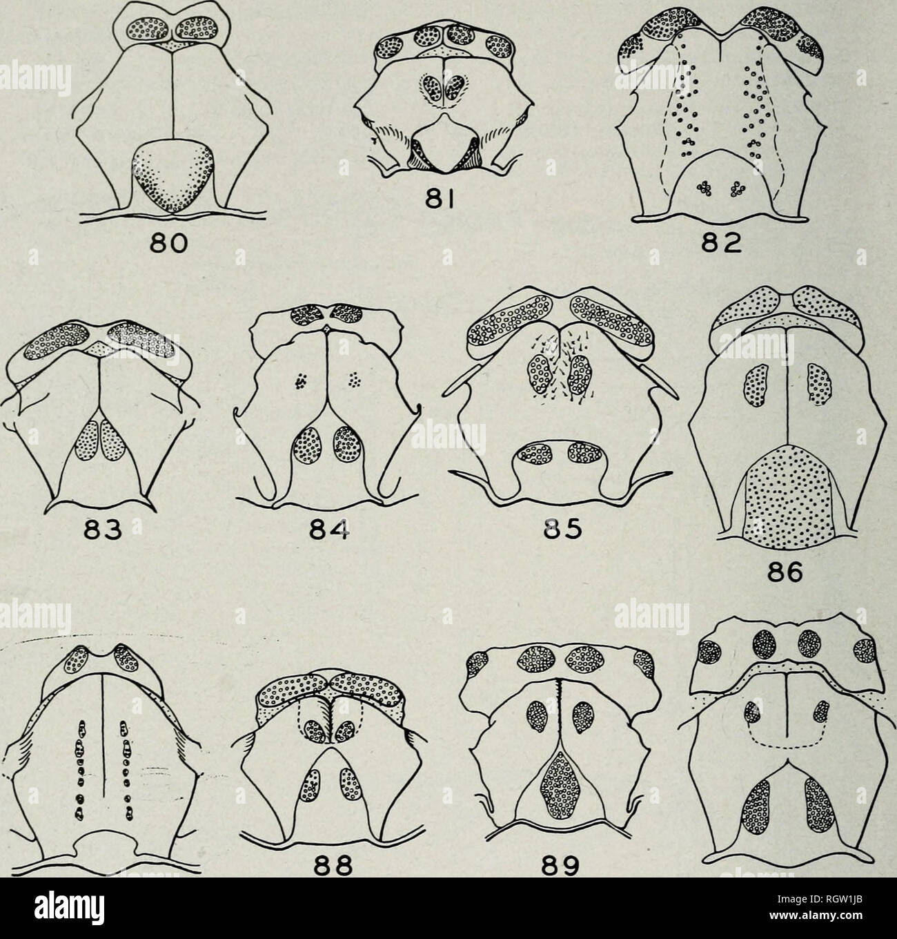 . Bulletin. Natural history; Natural history. 28 Illinois Natural ...