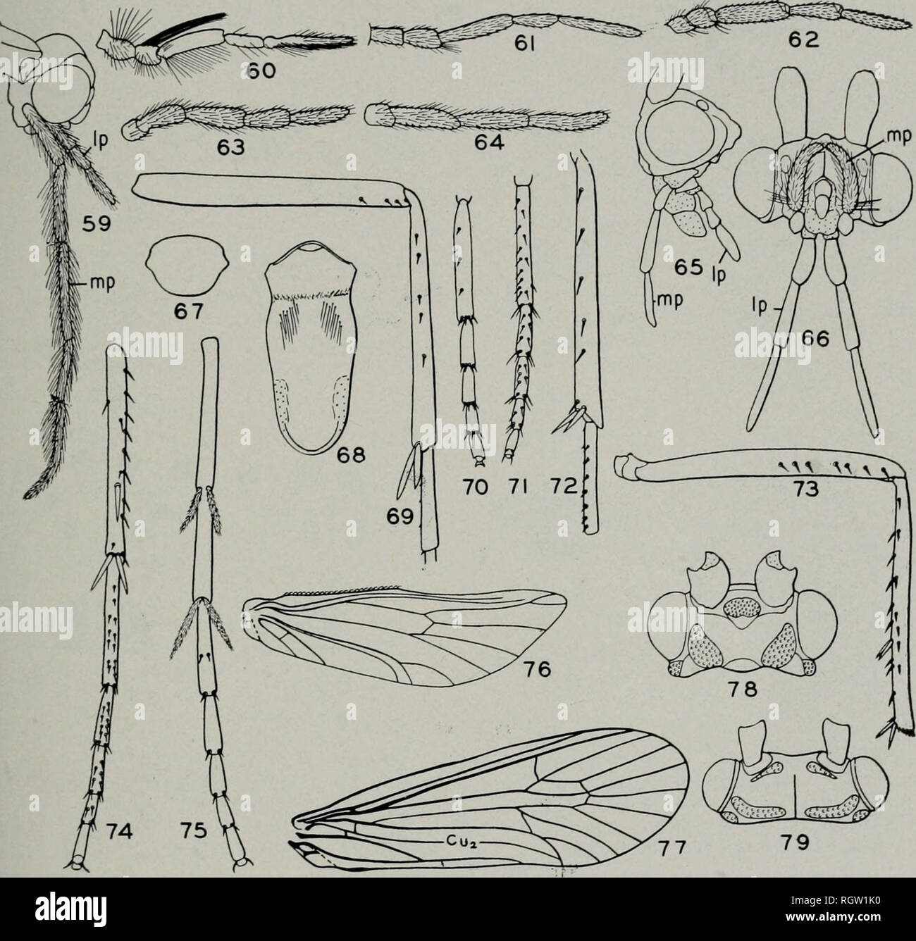 . Bulletin. Natural history; Natural history. August, 1944 Ross: Caddis ...