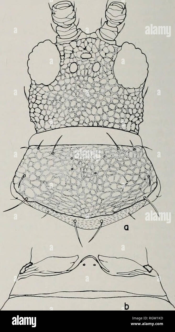 Retithrips hi-res stock photography and images - Alamy