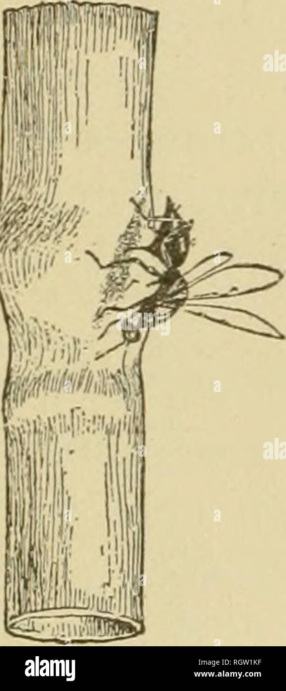 . Bulletin. Insects; Insect pests; Entomology; Insects; Insect pests ...