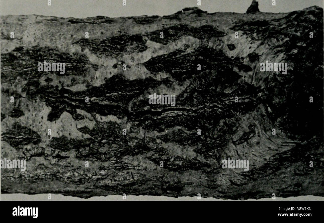 . Bulletin. Natural history; Natural history. 282 Illinois Natural ...