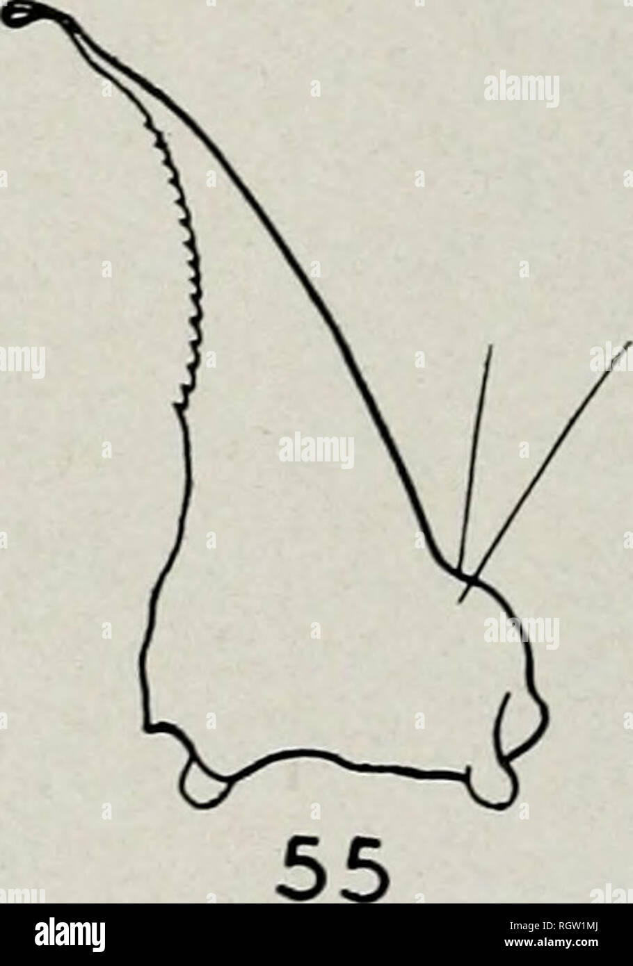 Helicopsychidae hi-res stock photography and images - Alamy