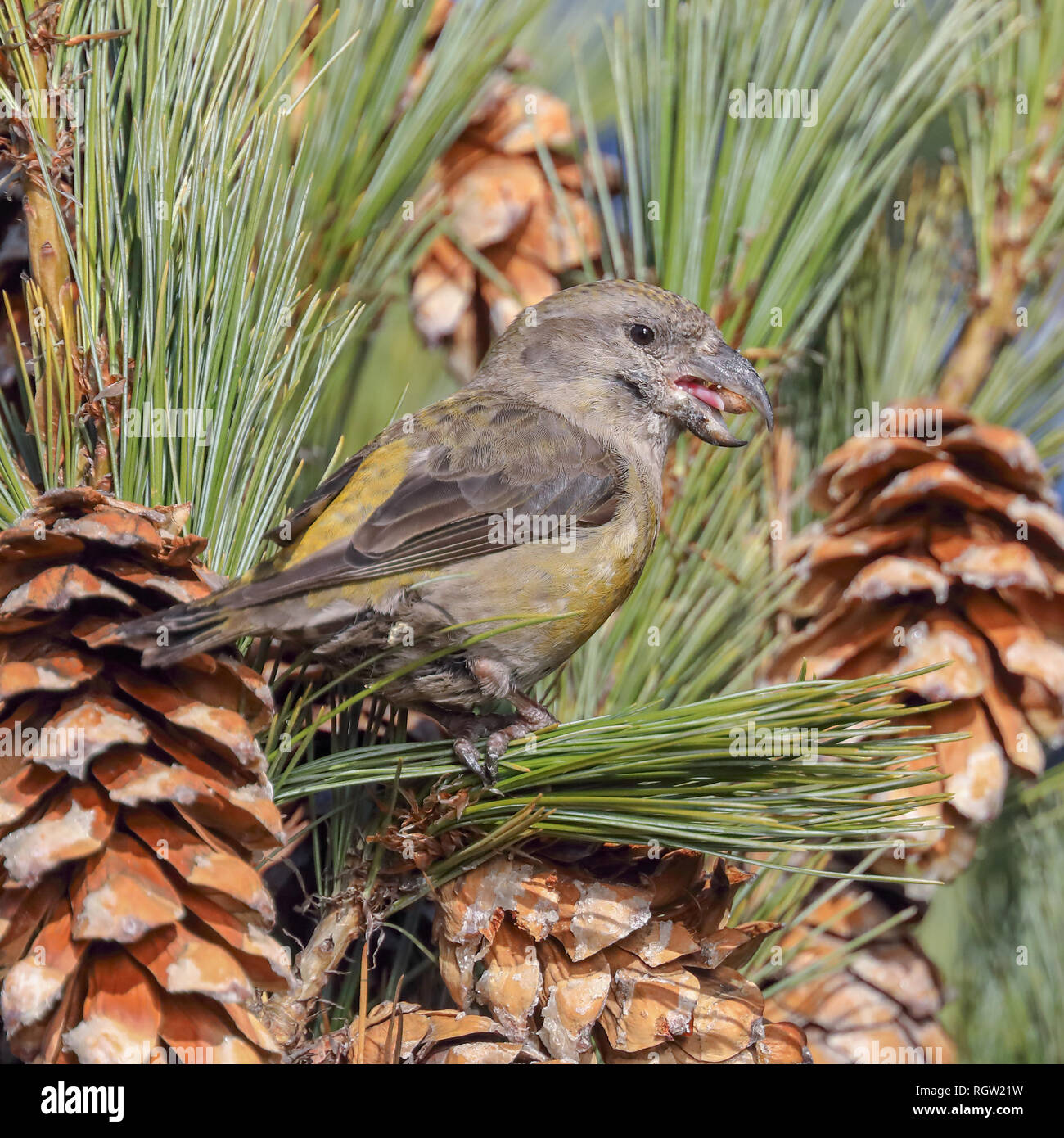 Red Crossbill in the tree Stock Photo - Alamy