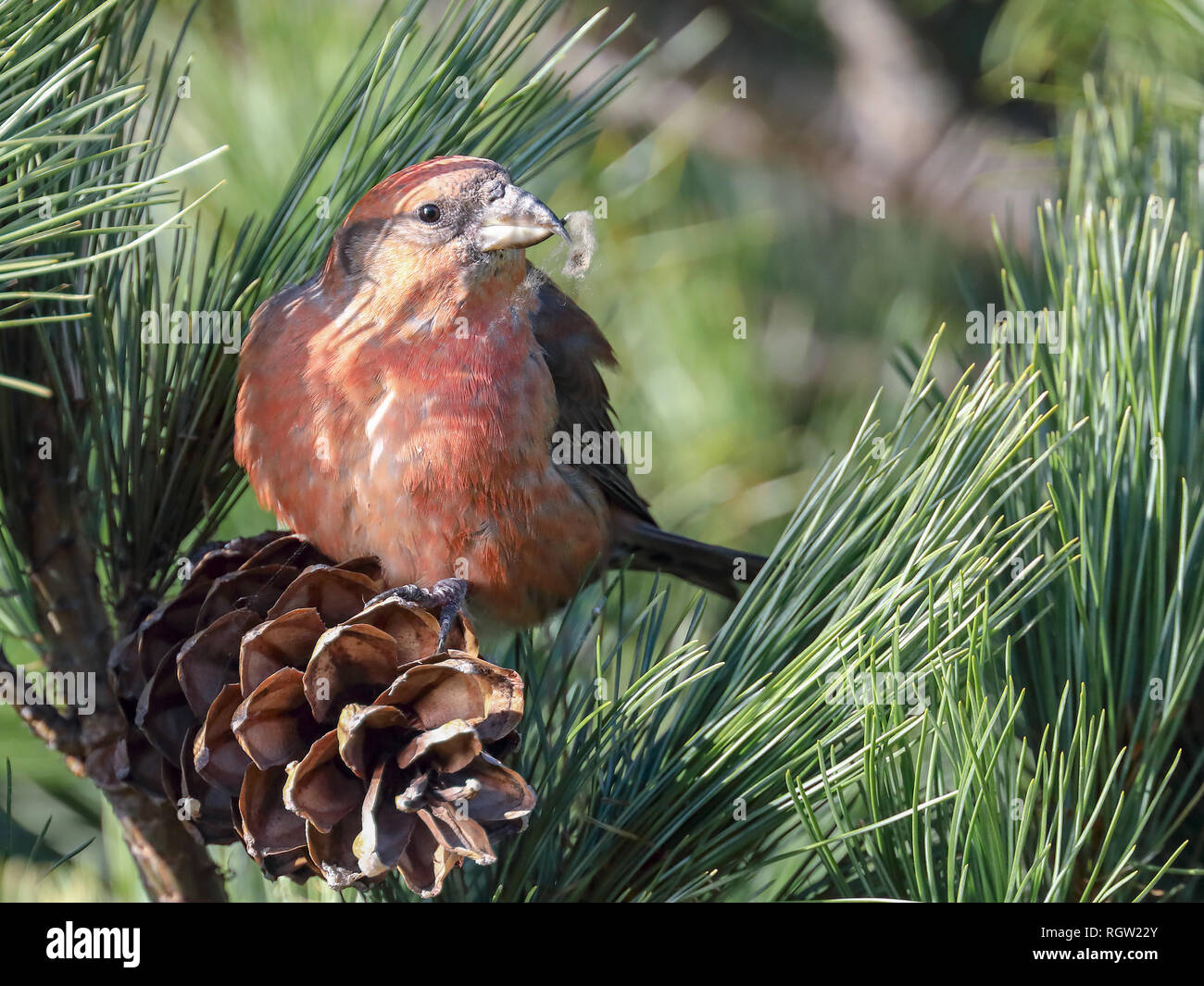 Male common crossbill hi-res stock photography and images - Alamy