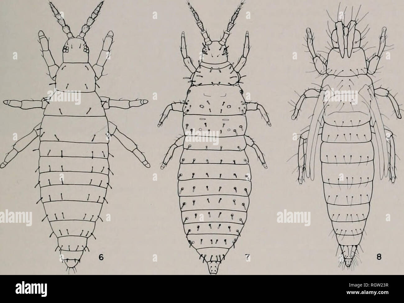 . Bulletin. Natural history; Natural history. May, 1968 Stannard: Thk ...
