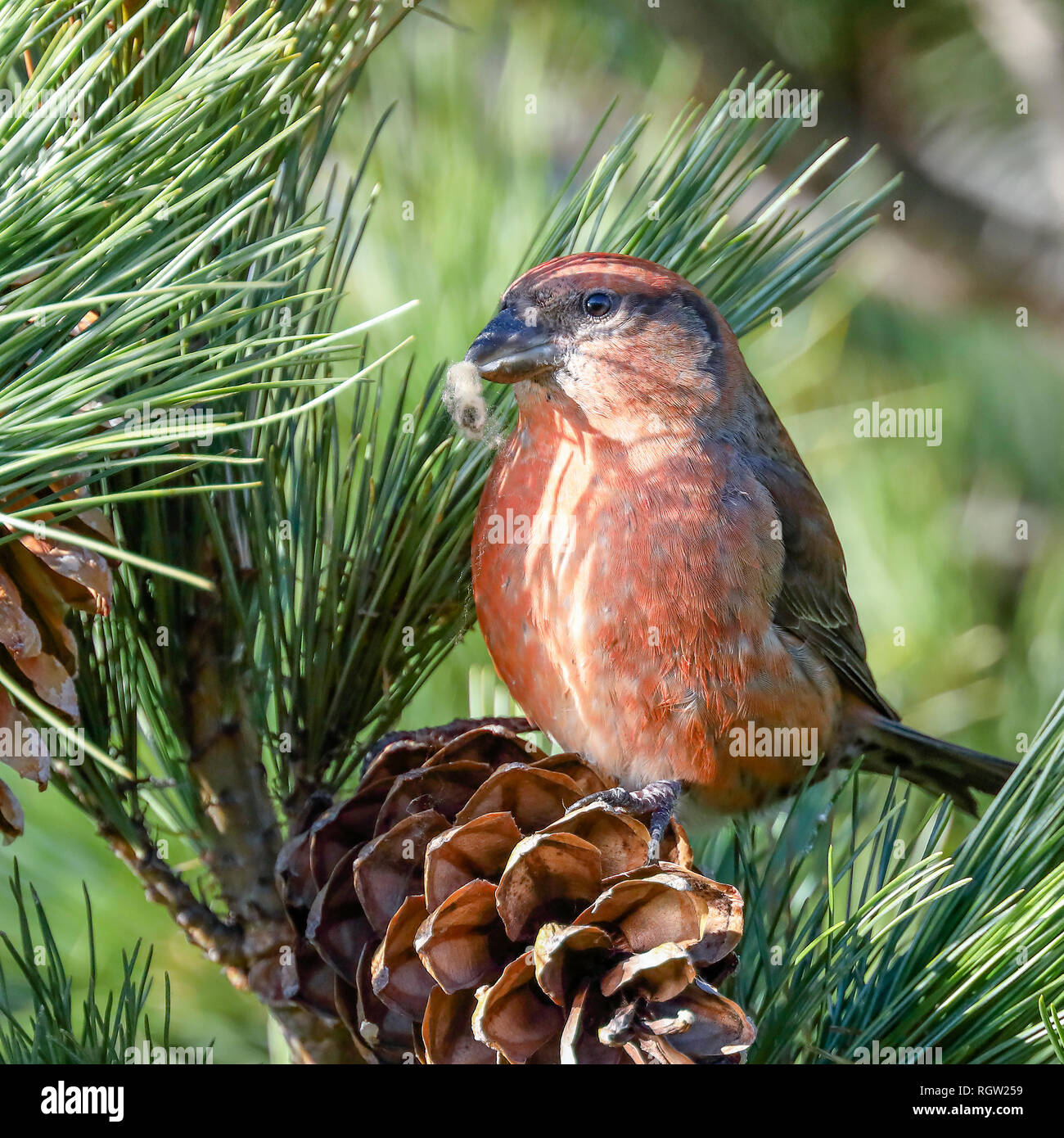 Male common crossbill hi-res stock photography and images - Alamy