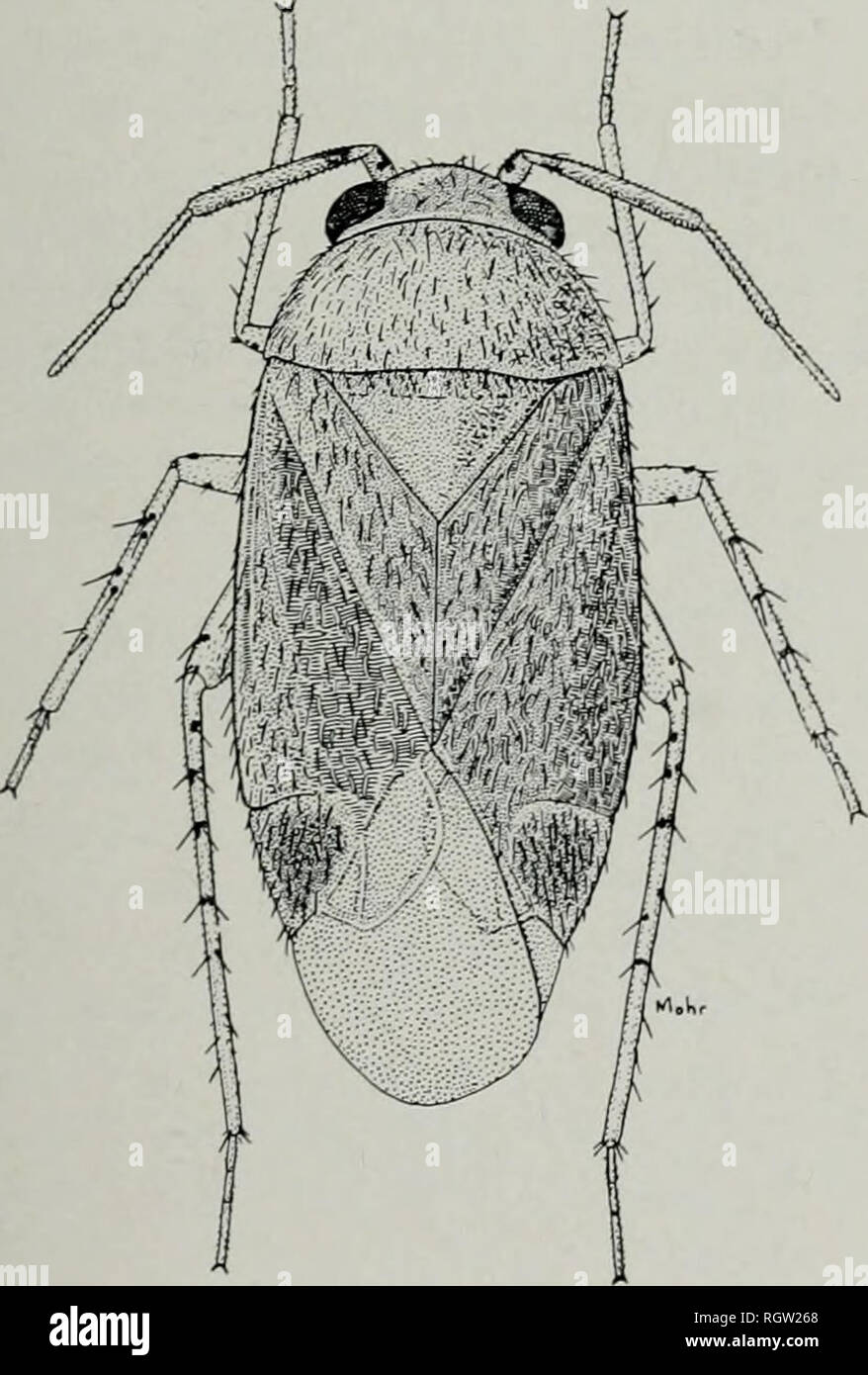 Mesopleuron hi-res stock photography and images - Alamy