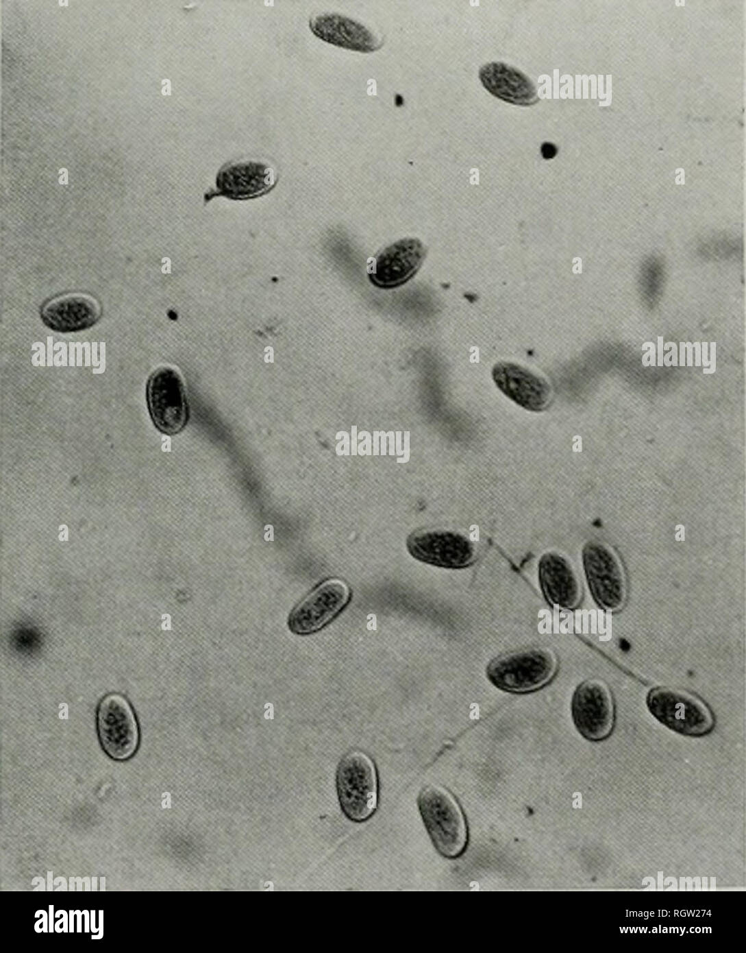. Bulletin. Natural history; Natural history. Fig. 4.- .A stroma of ...