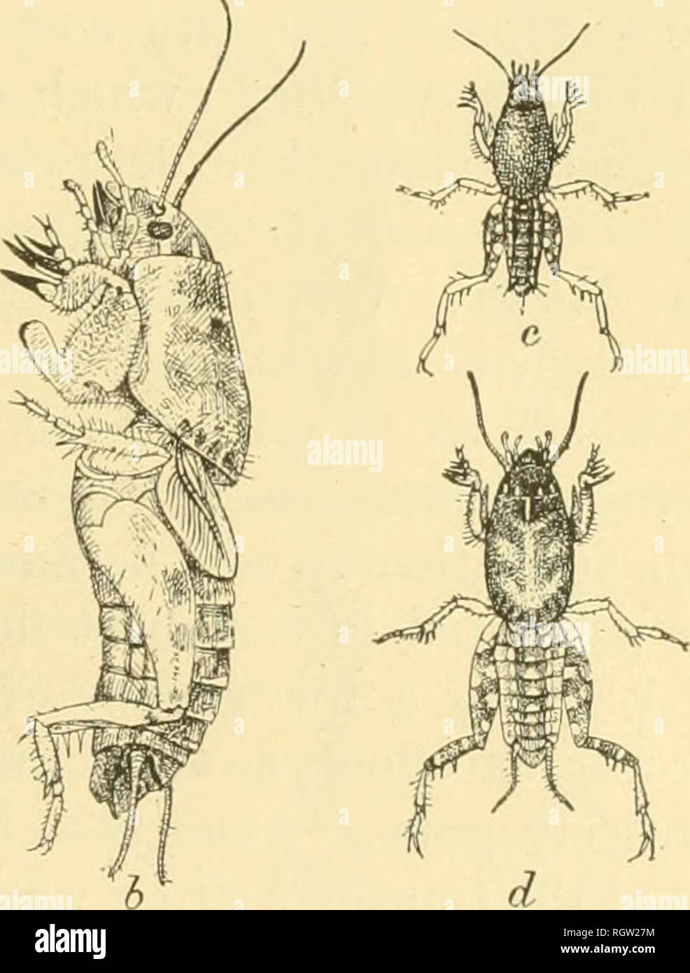 . Bulletin. Insects; Insect pests; Entomology; Insects; Insect pests ...