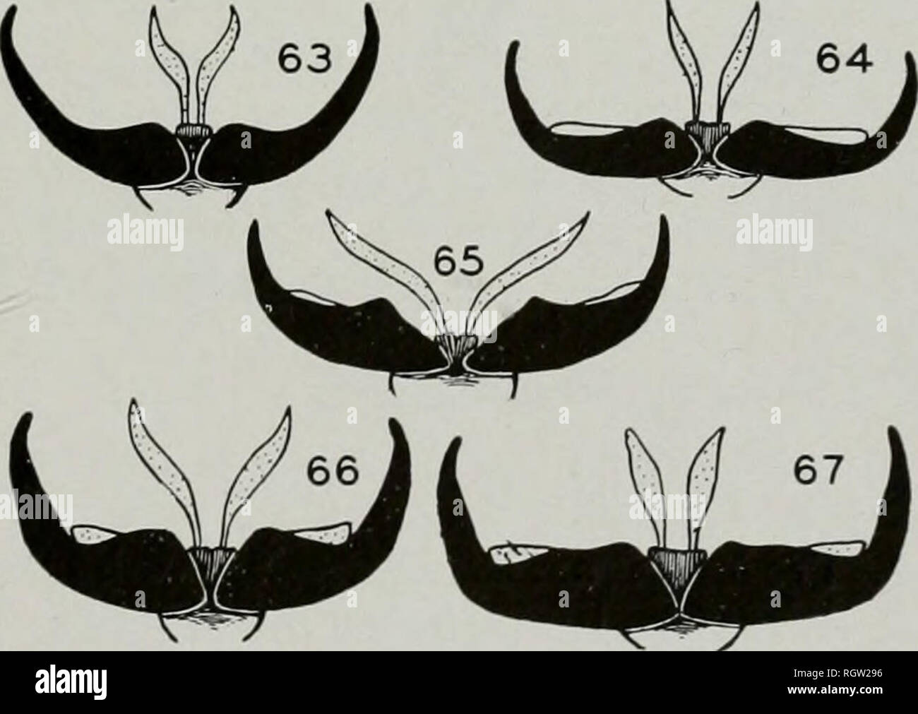 Malinus hi-res stock photography and images - Alamy