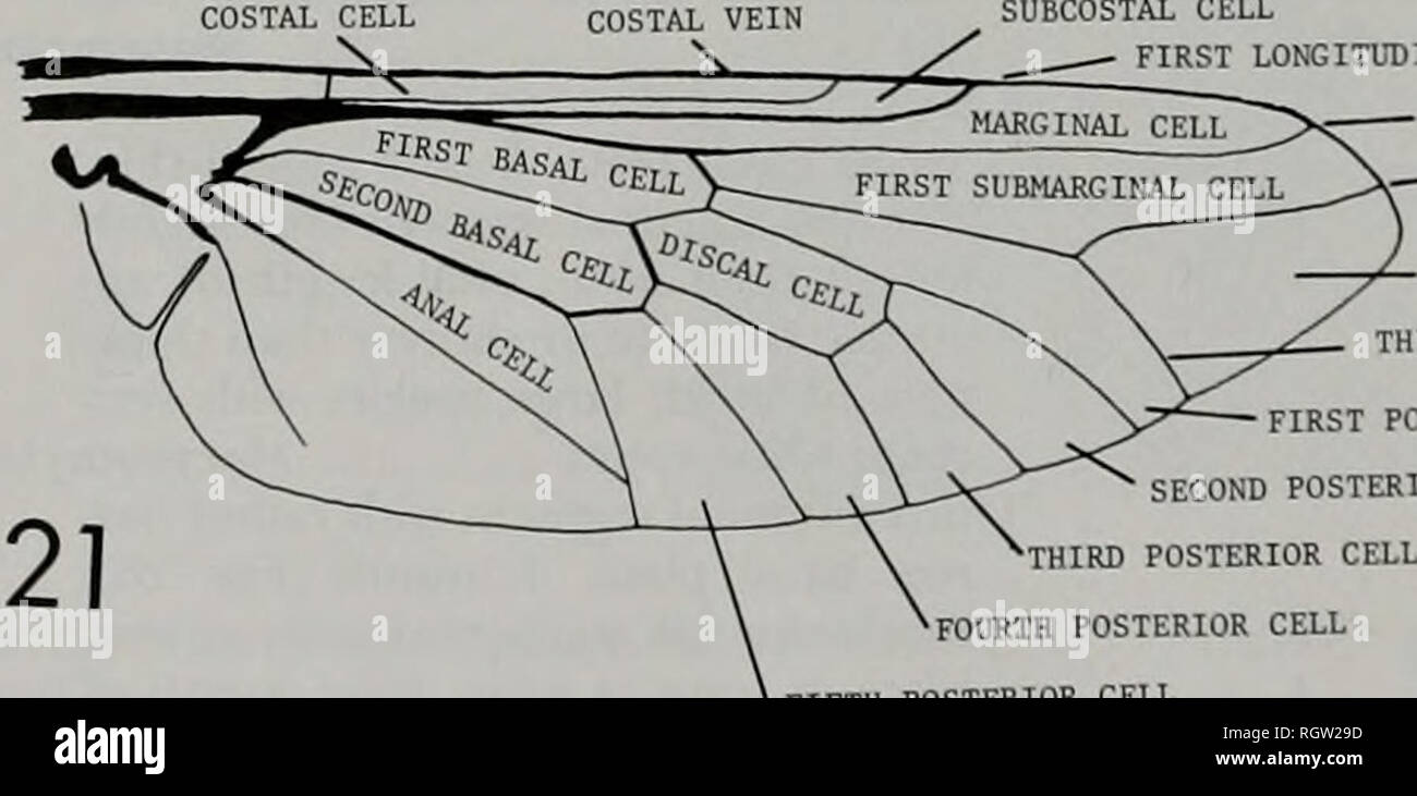 . Bulletin. Natural history; Natural history. BASAL PORTION OF THIRD ...