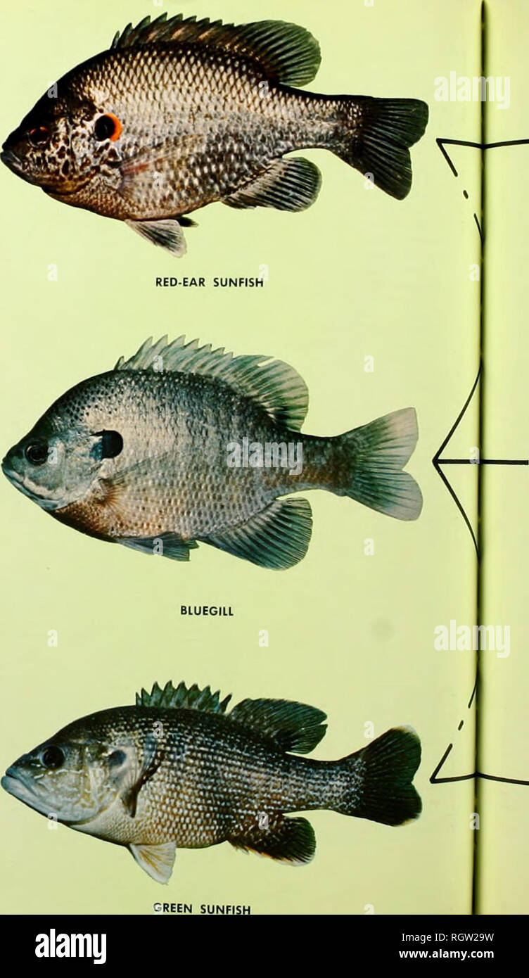Green Sunfish High Resolution Stock Photography and Images - Alamy