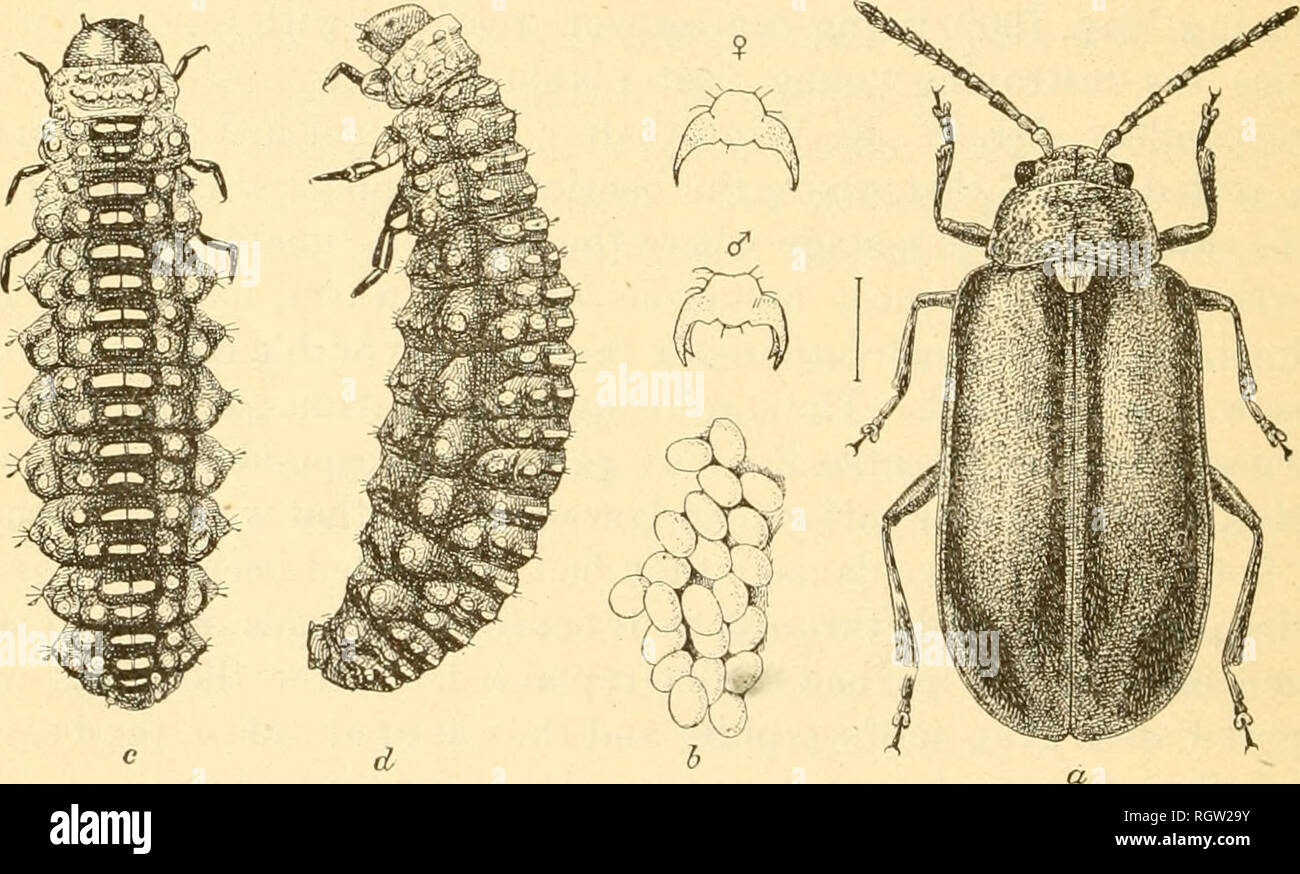 Larva illus hi-res stock photography and images - Alamy