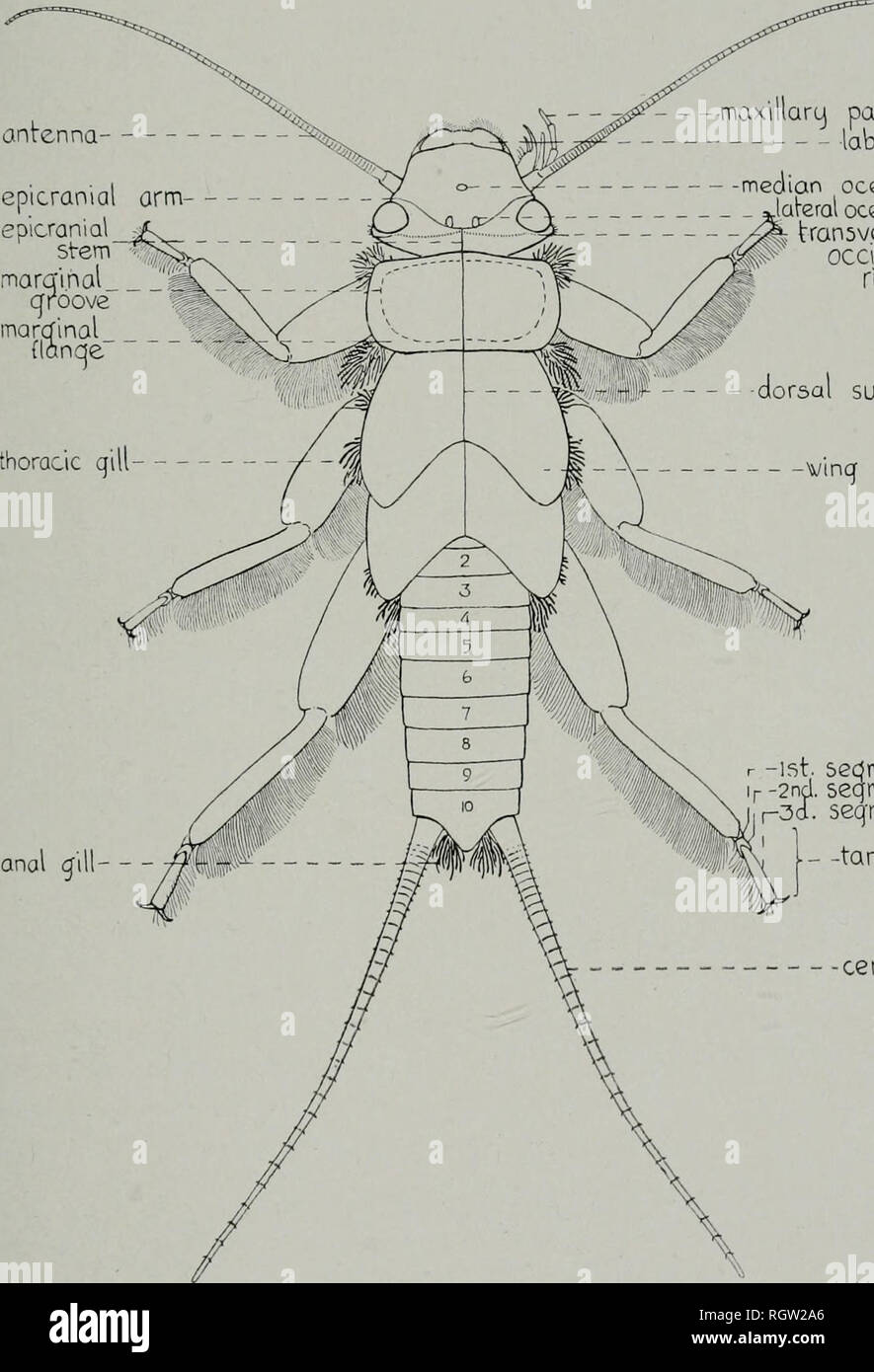 Stonefly Larvae Identification