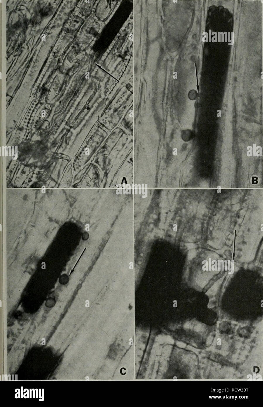 Budding sycamore hi-res stock photography and images - Alamy