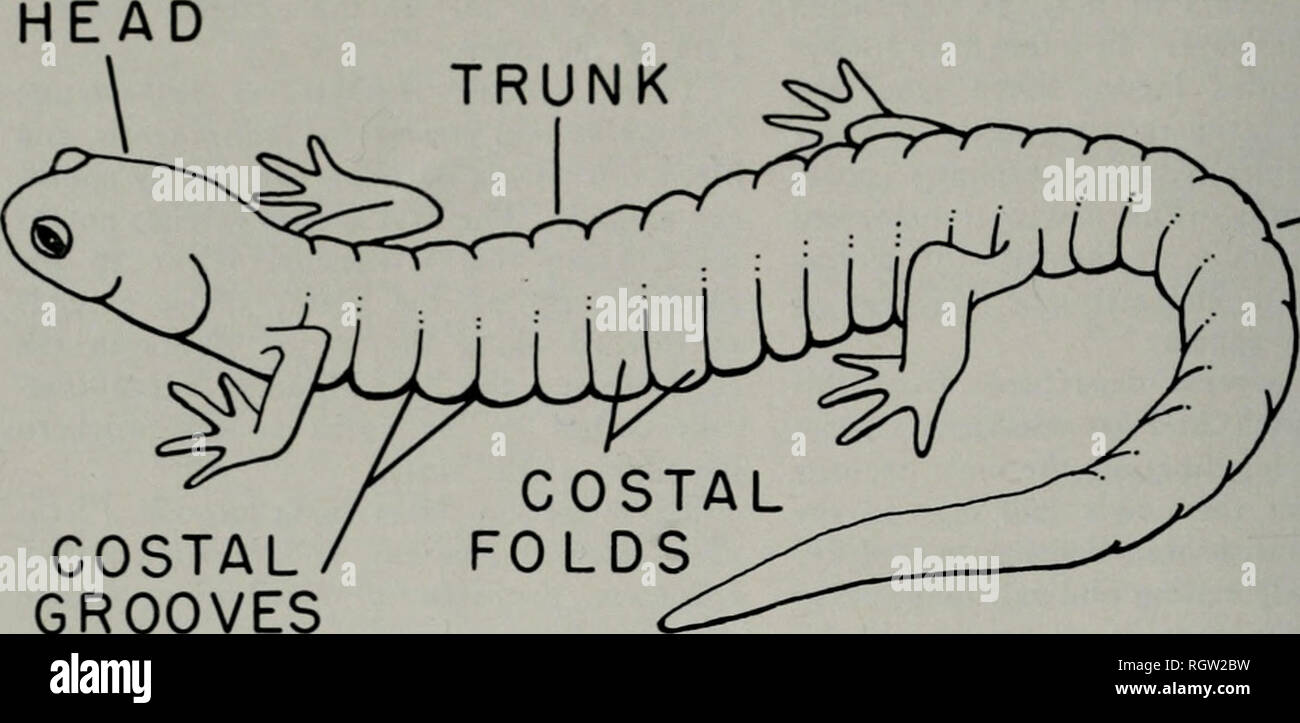 Costal Groove Salamander